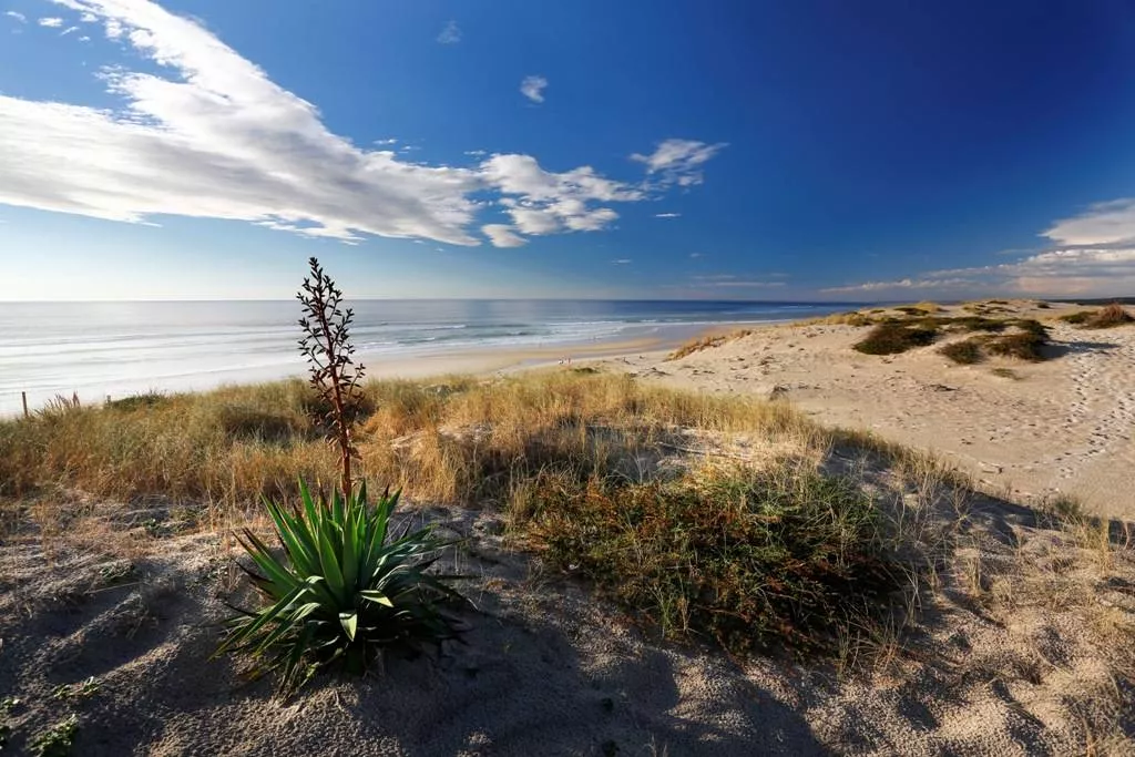 The Vivier Beach : activité A l'océan à Biscarrosse plage